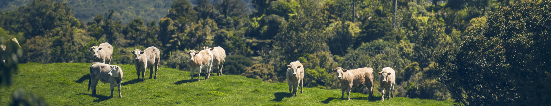 Covenant Document Template | QEII National Trust