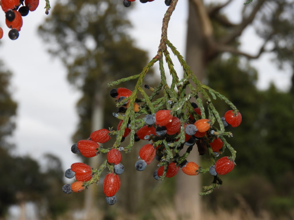 Fruit from QEII covenants collected for kākāpō chicks - QEII