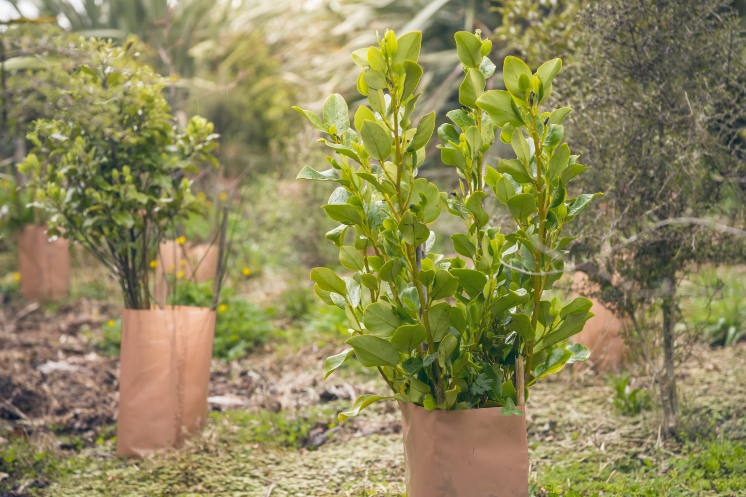 Home | QEII National Trust