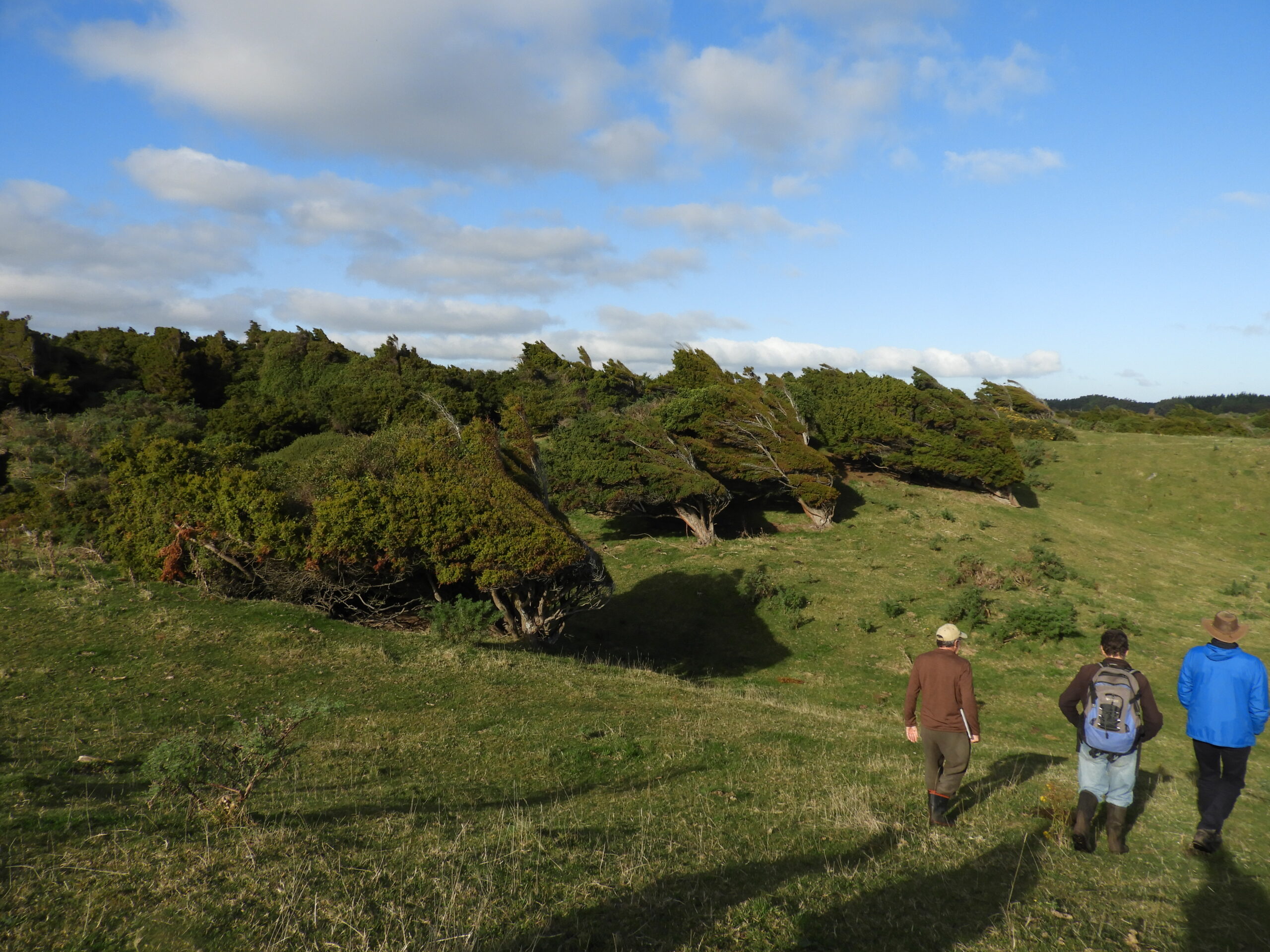Rare tōtara dune ecosystem gets some love - QEII
