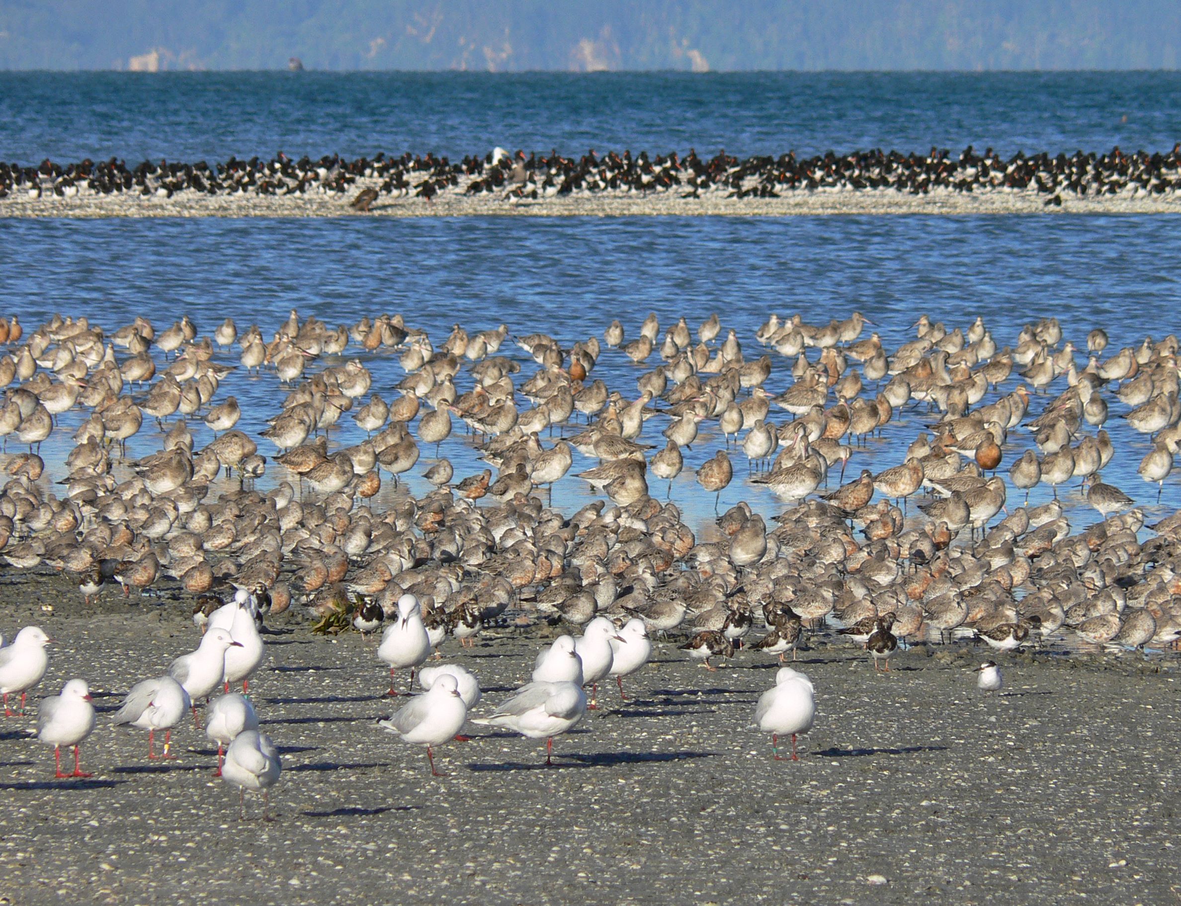 Pūkorokoro Miranda Shorebird Centre - QEII