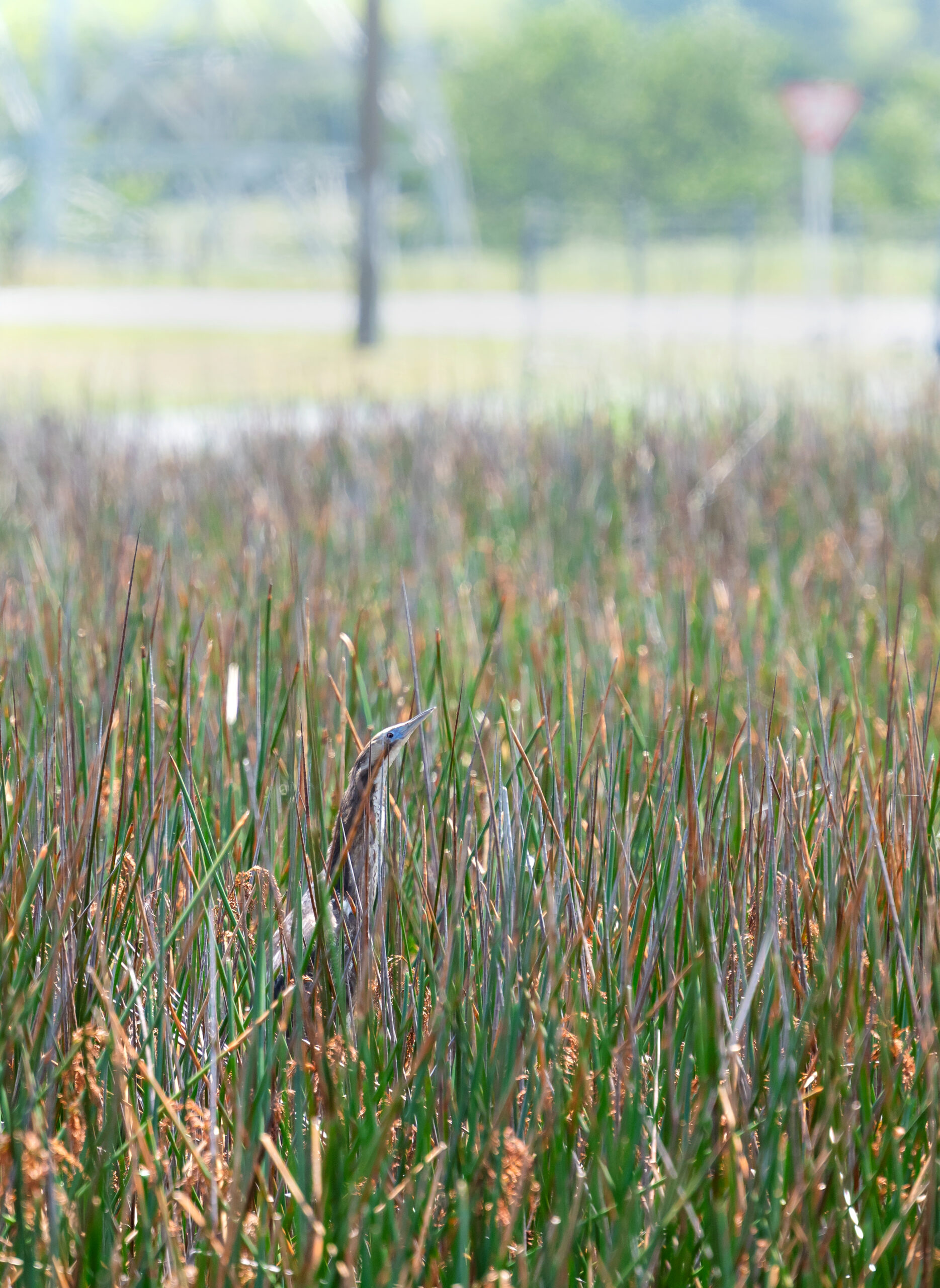 Once Bittern twice shy – the mission to count the shy and secretive ...